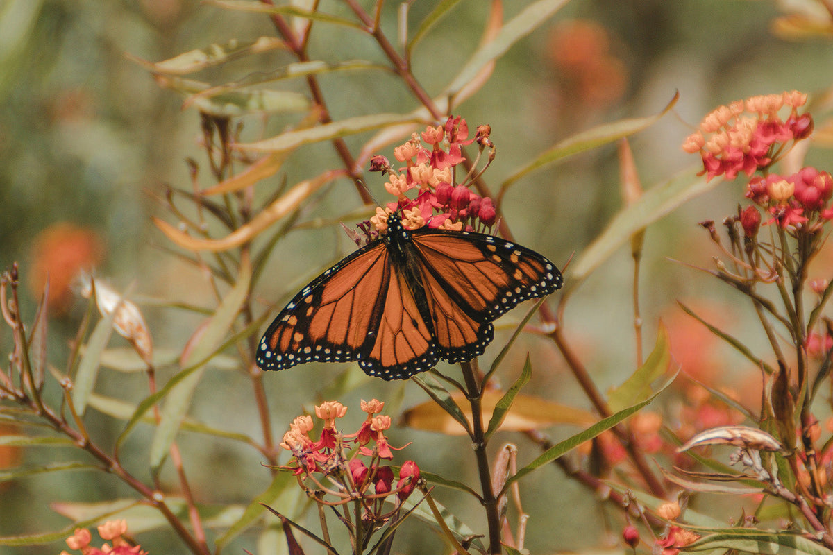 Issue No. 06: Change – Season Journals